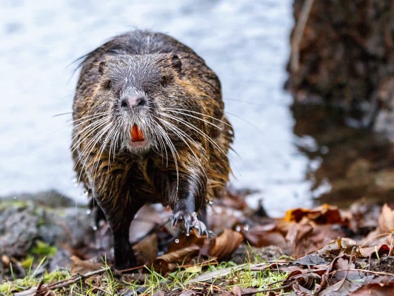 Swamp Rats and Other Thoughts - Robin Meloy Goldsby